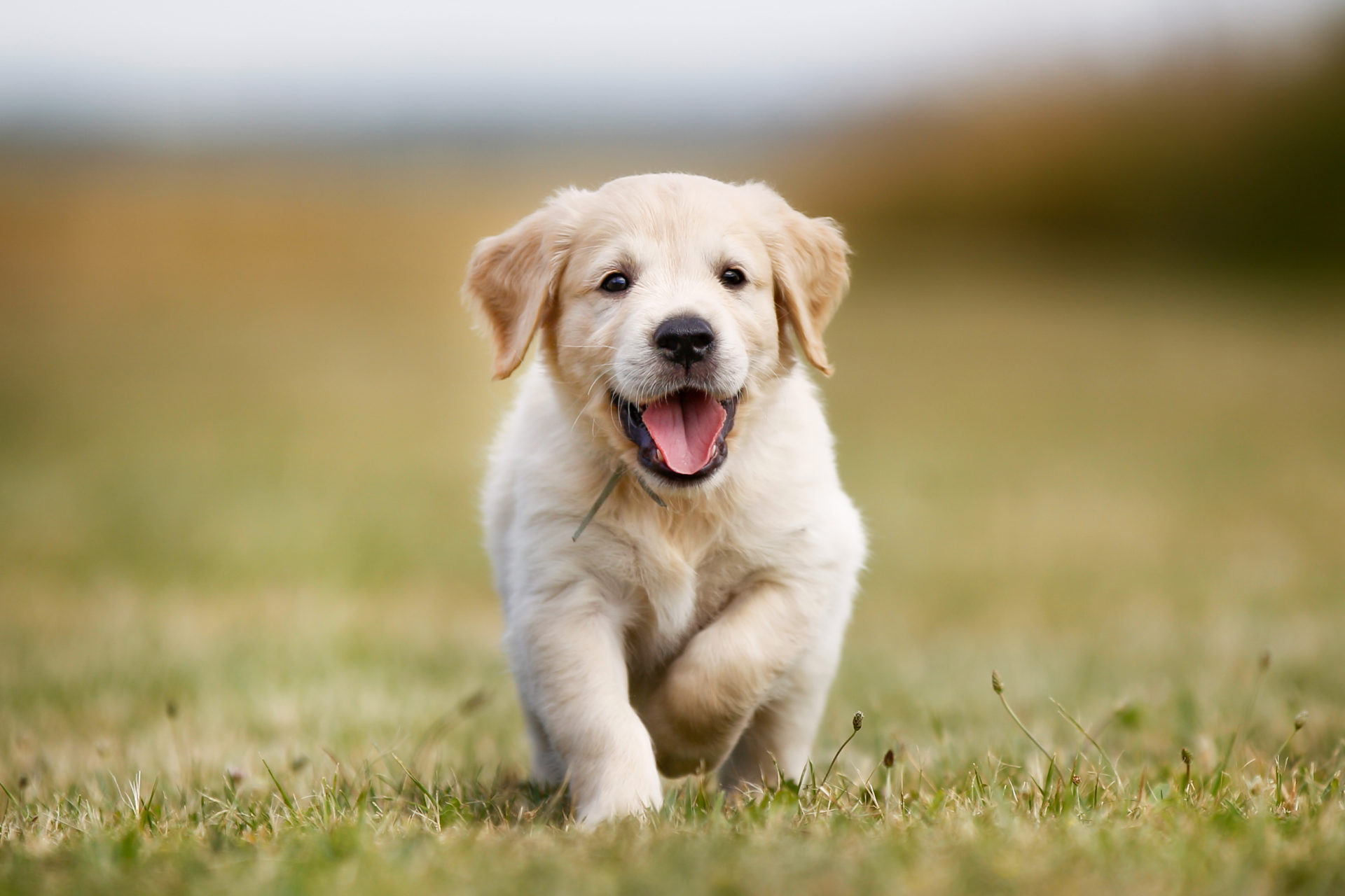 Cuidado com cães filhotes - HVS - Hospital Veterinário Saúde